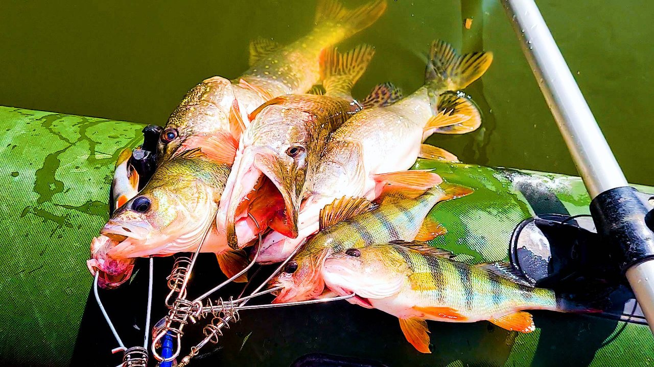 ЗАБИЛ КУКАН! ПОПАЛ НА УТРЕННИИЙ ЖОР! Рыбалка на спиннинг на реке!