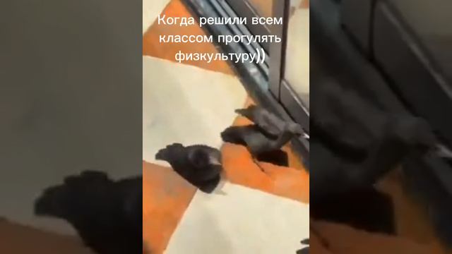 Решили сбежать...Забери 🎁подарки для подготовки к ОГЭ/ЕГЭ https://t.me/russkij_s_ekspertom/839