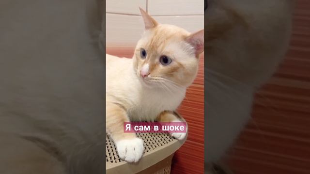 Смешные коты  #shortsприколы #short #мойантистресс #юмор