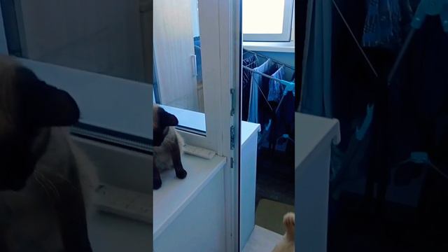 Смешные коты  #shortsприколы #cat #приколысживотными #юмор #прикол