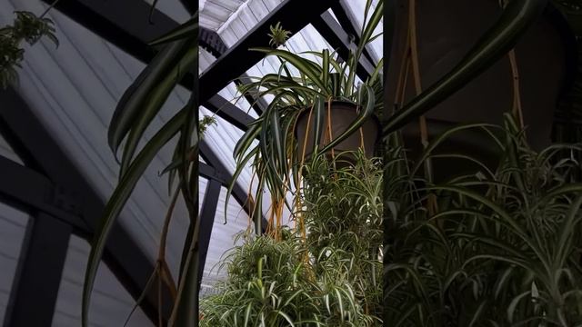Полезные растения для вашего дома