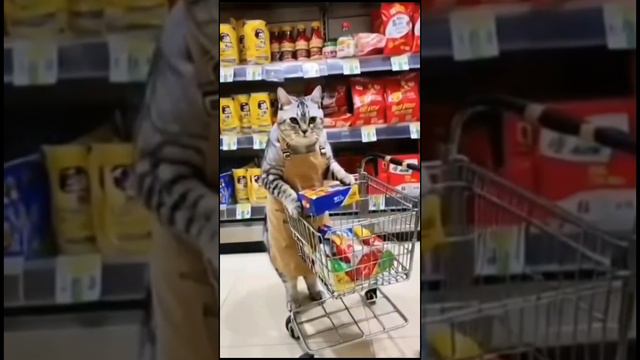 Кто знает что за порода таких милых Котиков. #котики #животные #интересное #youtubeshorts