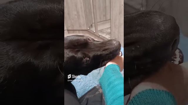 Тайский риджбек - _страшный зверь_