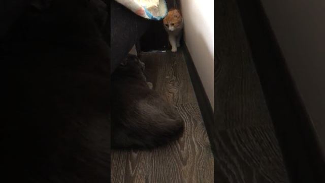 Марсик в новом доме. Знакомство с членами семьи. Персик