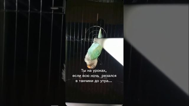 Я на уроках...Забери 🎁подарки для подготовки к ОГЭ/ЕГЭ https://t.me/russkij_s_ekspertom/839