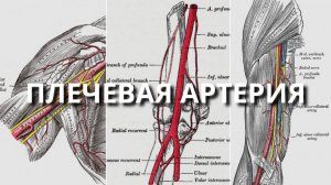 ПЛЕЧЕВАЯ АРТЕРИЯ - анатомия, топография, ветви