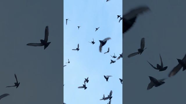 Гимн этой осени #shorts #музыкадлядуши  #романтическаямузыка