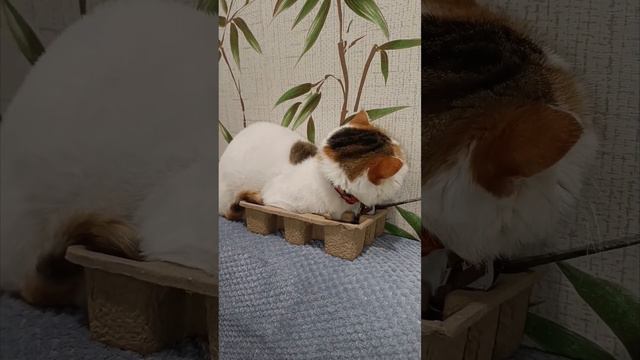 Жора спит в маленькой коробочке. Забавные животные.