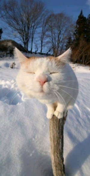 я дома