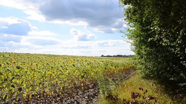 А. Барриос - Сон в лесу - квинтольное тремоло на гитаре с мизинцем