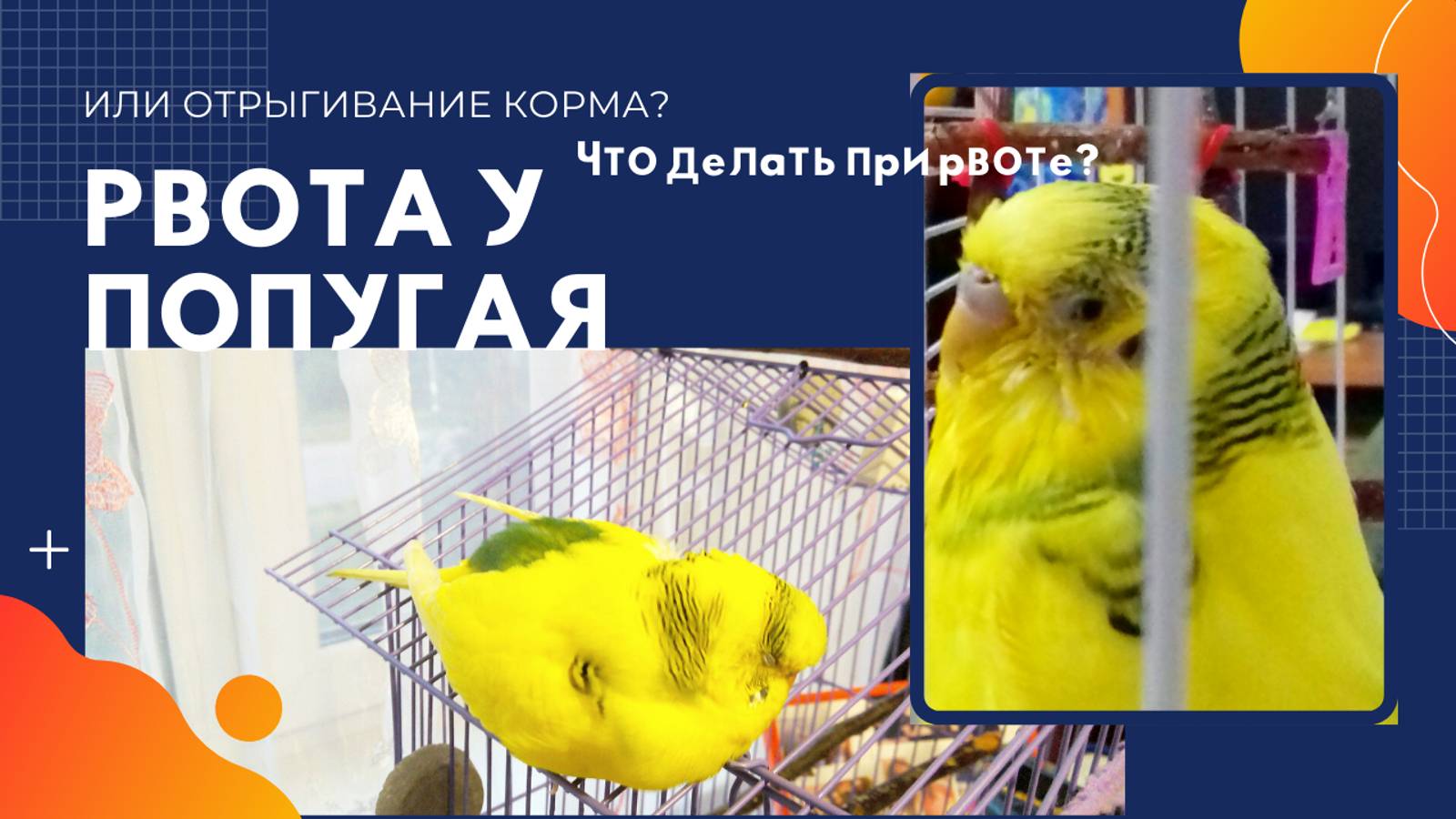 ЧТО ДЕЛАТЬ ПРИ РВОТЕ У ВОЛНИСТОГО ПОПУГАЯ?! РВОТА ИЛИ ОТРЫГИВАНИЕ У ПОПУГАЯ, КАК ОТЛИЧИТЬ?