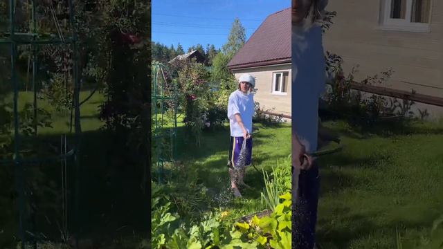 агарод или угарод ?? #дача #blagowhite #funny