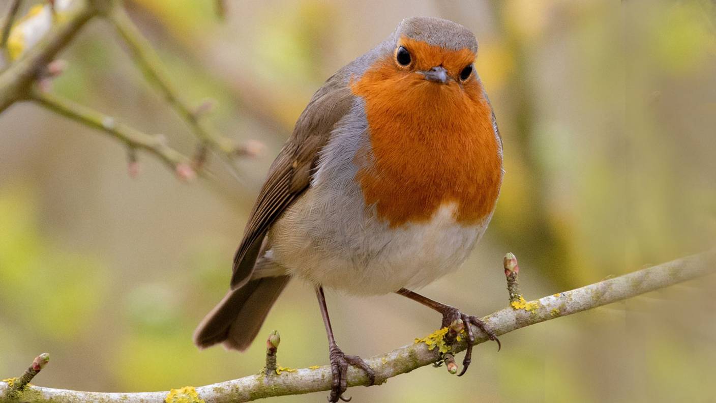 Птицы вокруг нас с голосами и названиями