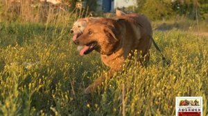 Невероятная красота! #собаки #dog #семья #Россия #Топ #жизнь #приютлюбимки