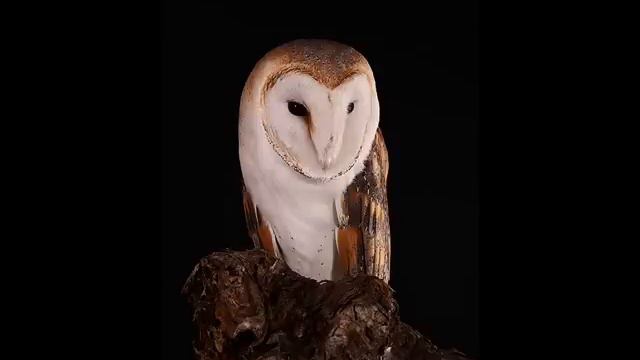 Cuentos y Leyendas de Honduras - La Lechuza.