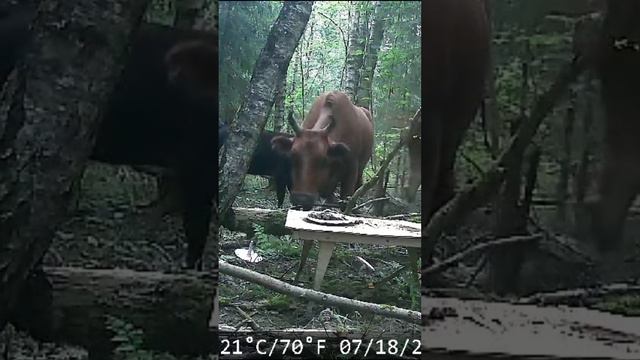 Неожиданные гости на лесной кормушке!