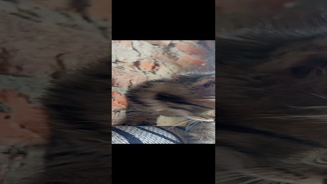 котёнок который был на дереве4