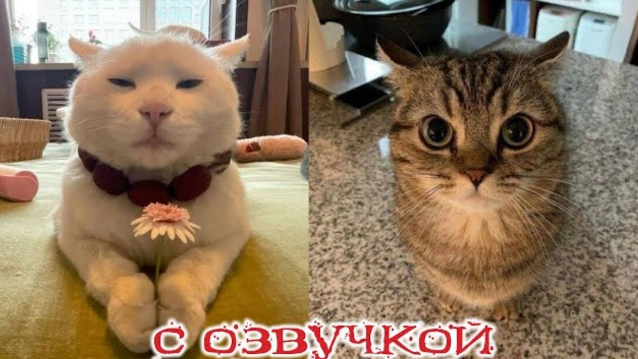 Приколы с котами Смешные коты 2024 С ОЗВУЧКОЙ Самые смешные животные
