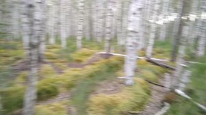 мох. собираю сама для продажи.