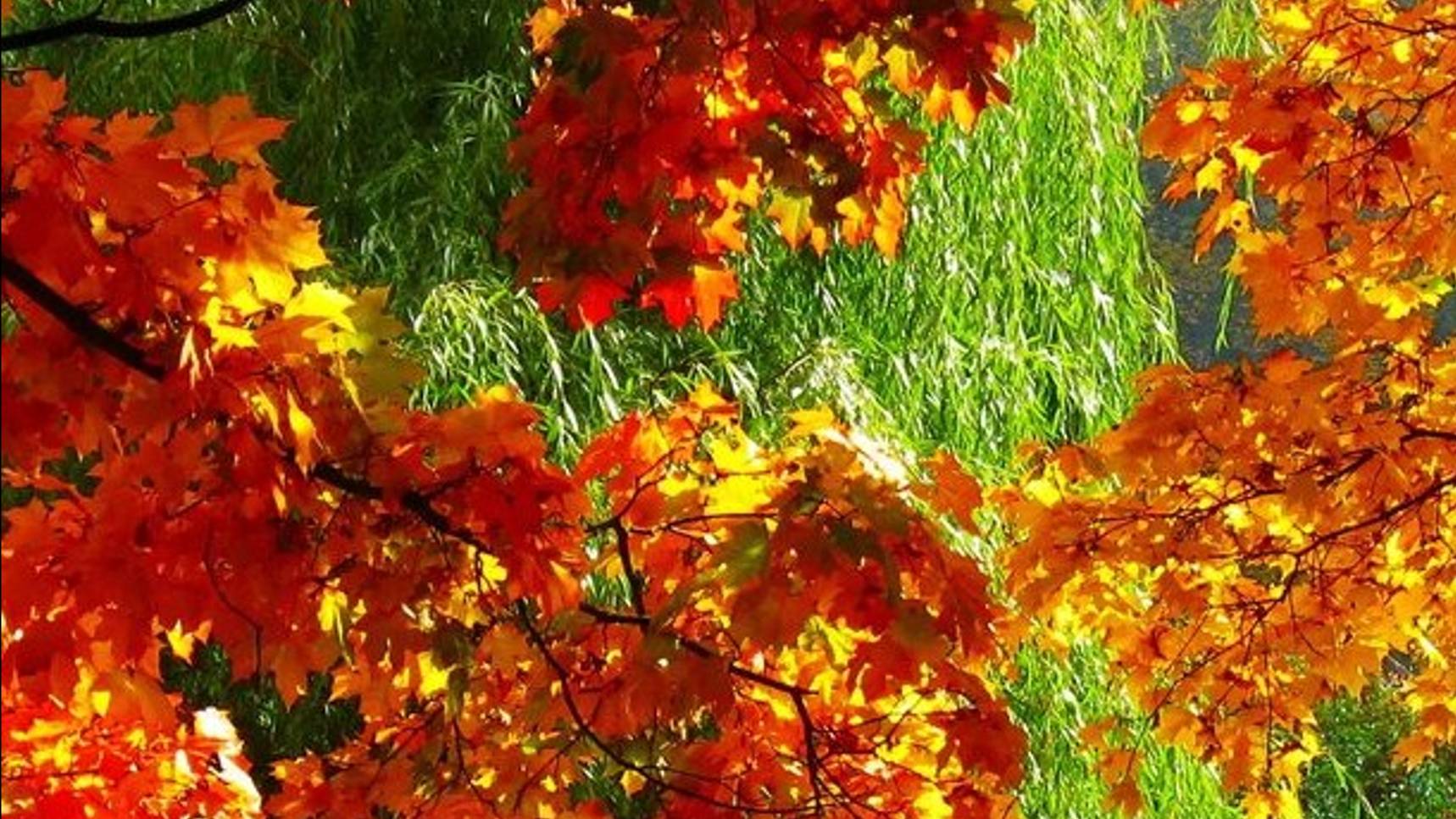 Пусть будет настроение отличное, а день уютным, а красота Осени  радует глаз...