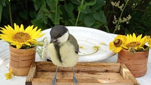 Дикие птицы (08.08.2024 года)