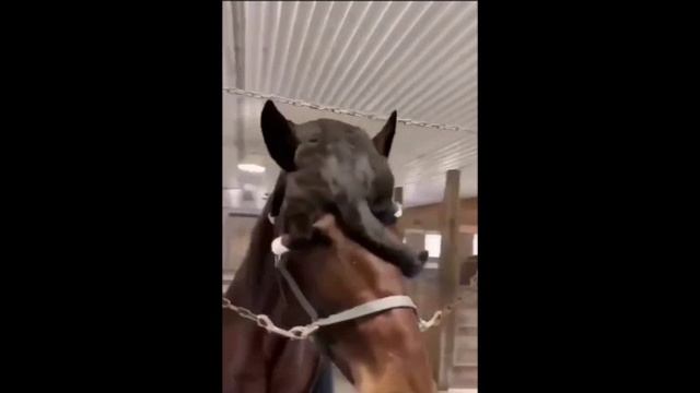 Мой кот после похода к врачу психологу-нутрициологу