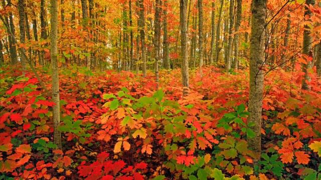 Comptine - Les Couleurs de l’Automne