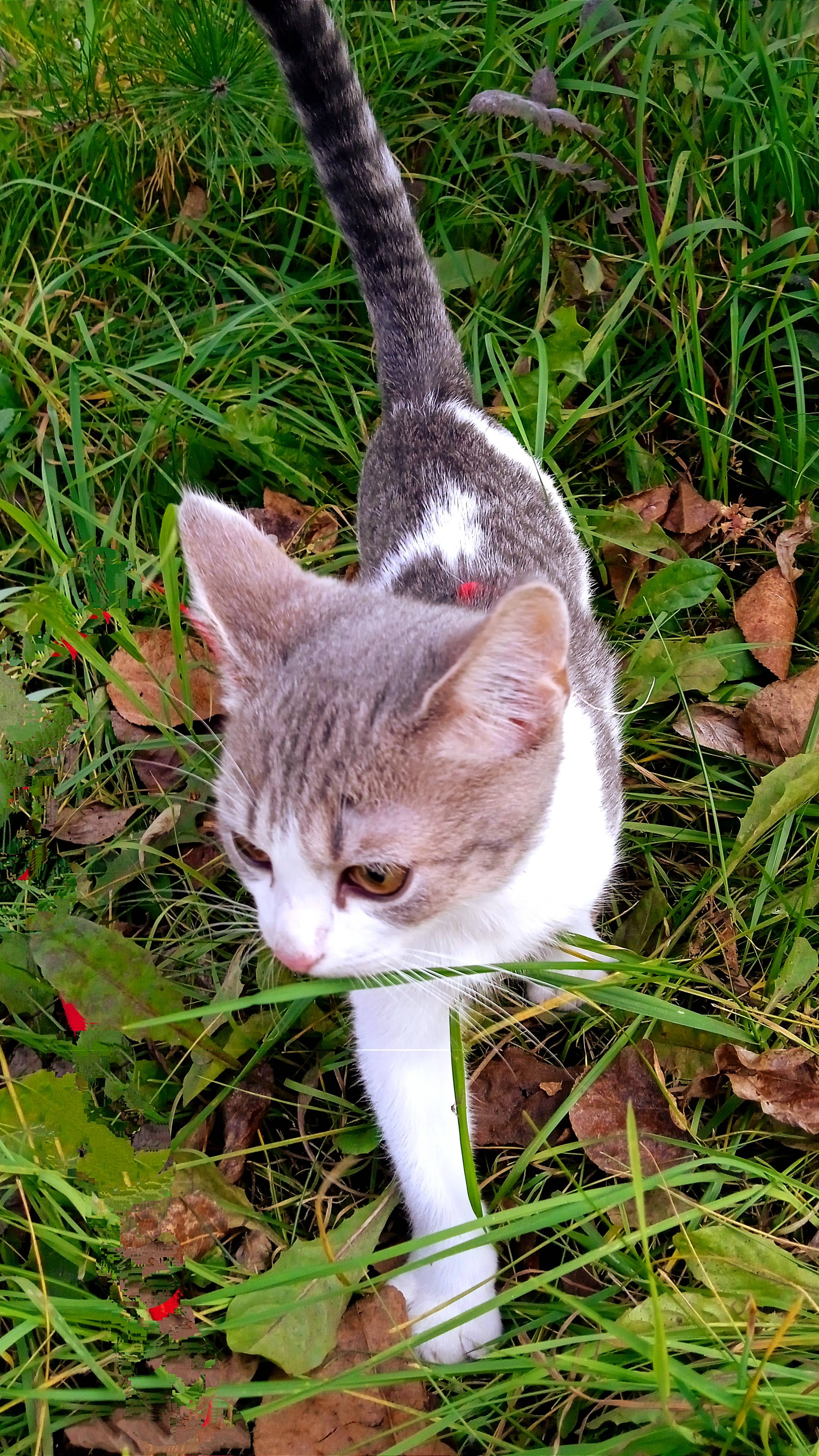 Первая прогулка, котенок познает мир