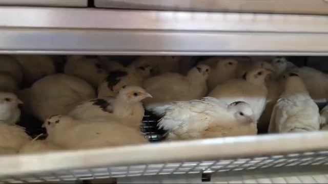 Надежные и удобные клетки для домашних птиц серии "Профессионал"