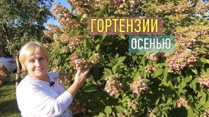 Гортензии в осеннем саду: говорим о моих любимых сортах, показываю кусты, которым уже за 15 лет