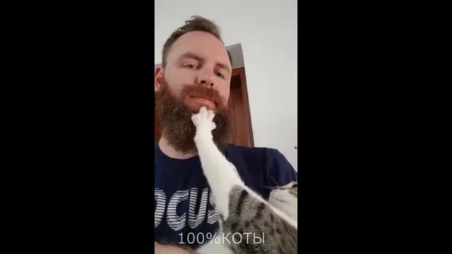 Барбер кот