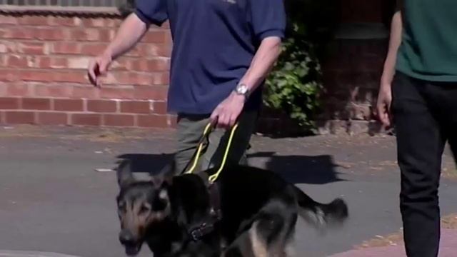 Unit 8. Guide Dogs