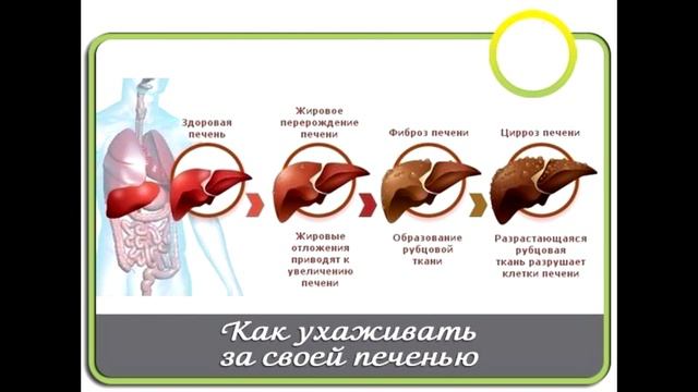 Шесть способов чистки печени в домашних условиях