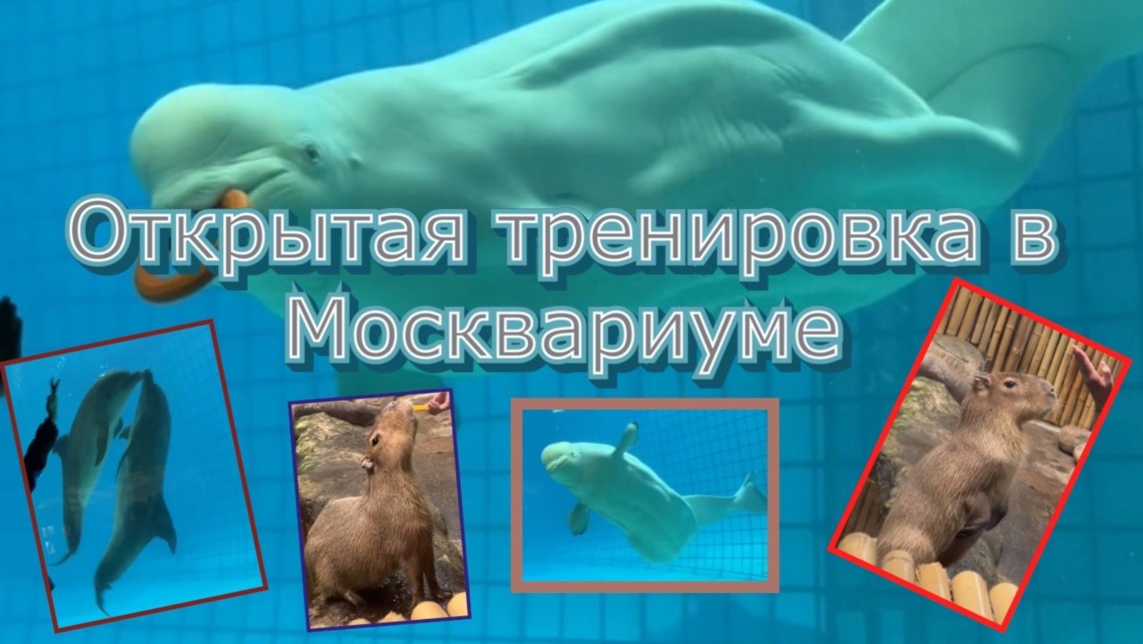Открытая тренировка капибар. Центр знаний в Москвариуме.