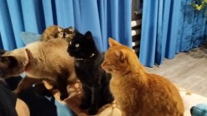 котики, такие котики