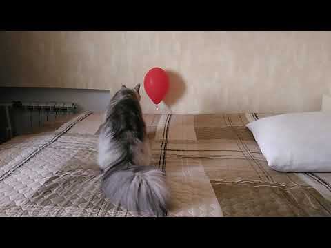 Ларс и красный шарик