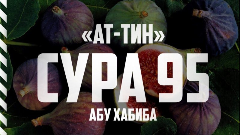 Сура 95 Тин Абу Хабиба