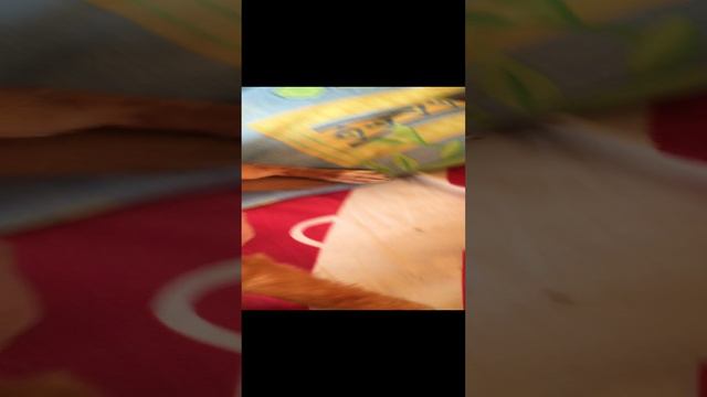 Девочка чихуахуа мини