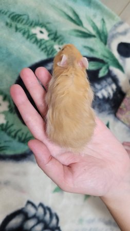 Последний рыжуля на продажу