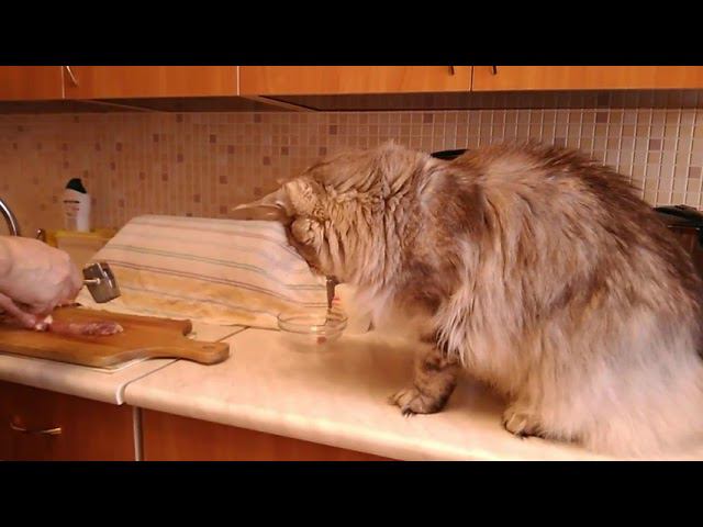 Мейн кун Ларс помогает отбивать мясо на 8 Марта