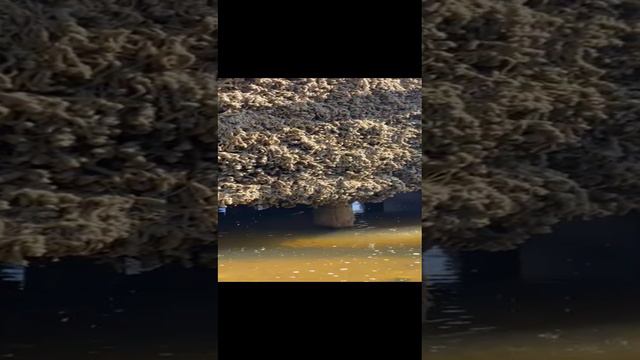 Курорт в Бад Кёзен . Германия.Соляная стена.