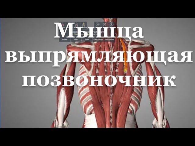 Мышца выпрямляющая позвоночник m. erector spinae
