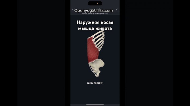 Наружняя косая мышца живота