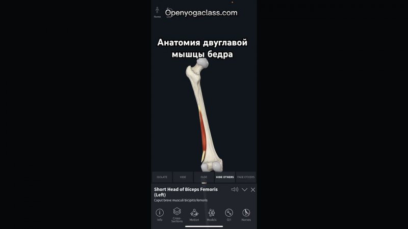 Анатомия двуглавой мышцы бедра