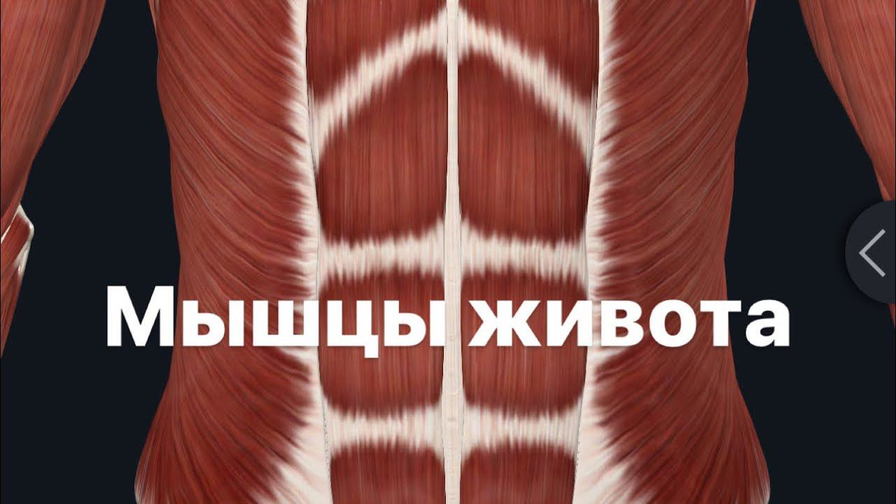 Мышцы живота. Анатомия и функции.mm. abdominis