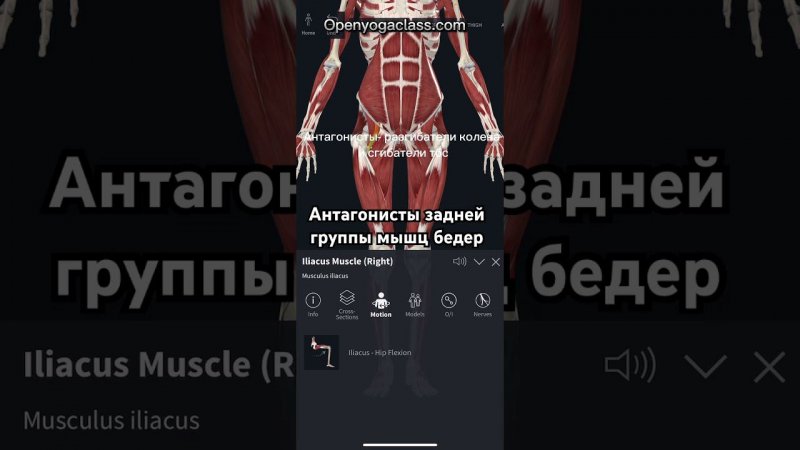 Антагонисты задней группы мышц бедер