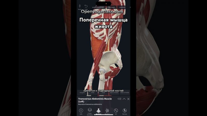 Поперечная мышца живота