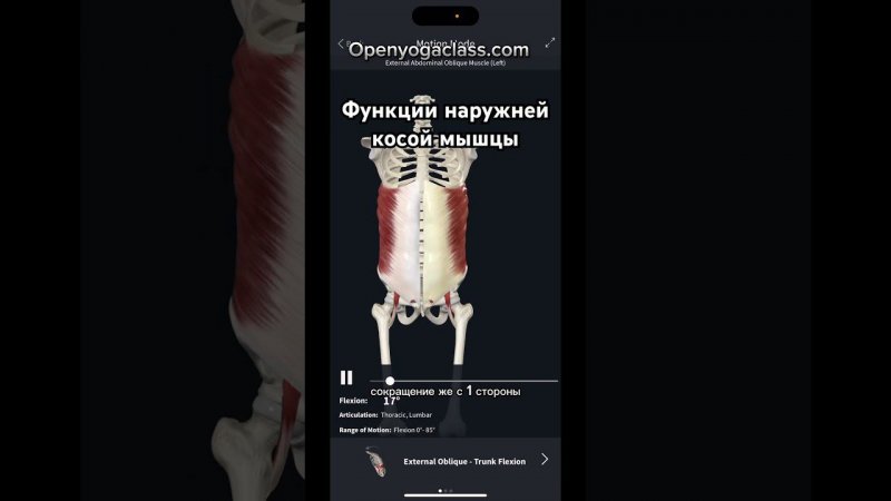 Функции наружней косой мышцы