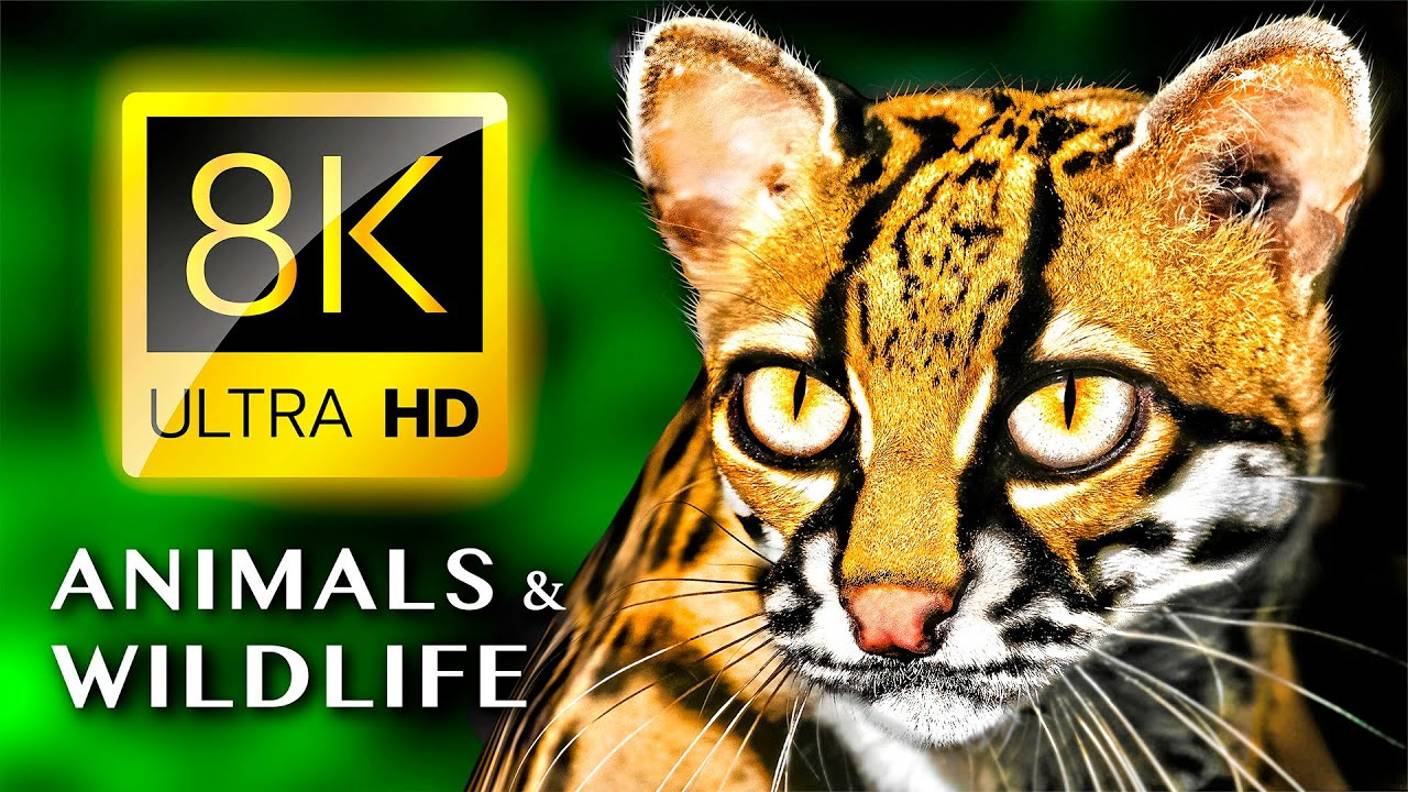ЖИВОТНЫЕ И ДИКАЯ ПРИРОДА 4K ULTRA HD