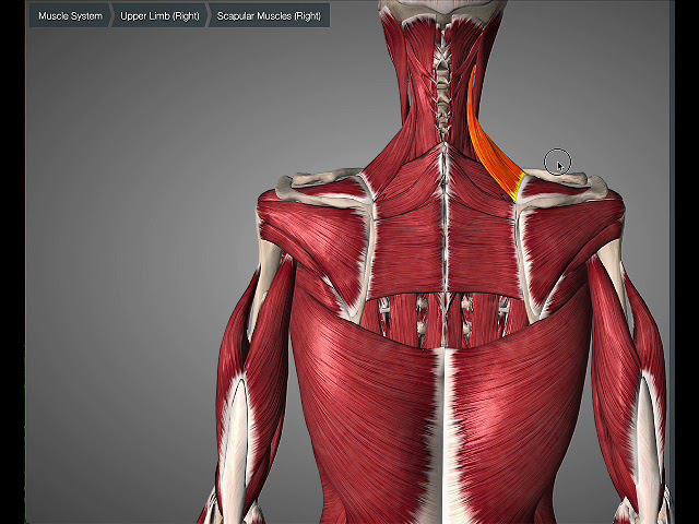 Мышца поднимающая лопатку (m. levator scapulae)